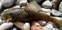 Chaetostoma anale