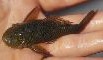 Chaetostoma changae