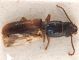 Chaetosoma scaritides