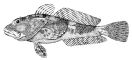 Cottoperca gobio