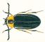 Cneoglossa edsoni