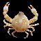 Coralliocryptus caementa