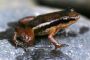 Colostethus argyrogaster