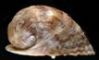 Coralliophila occidentale