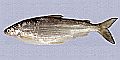 Coregonus albellus