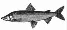 Coregonus anaulorum