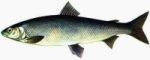 Coregonus baicalensis