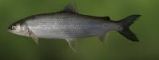 Coregonus baunti