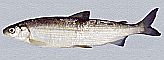 Coregonus candidus