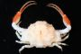 Coralliocryptus caementa