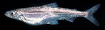 Coregonus lucinensis
