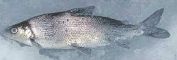 Coregonus maxillaris