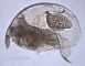 Coronatella undata