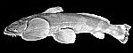 Creteuchiloglanis macropterus
