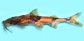 Bagarius suchus