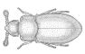 Cryptophagus dentatus