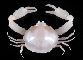 Cryptocnemus obolus
