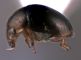 Cybocephalus nipponicus