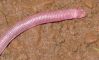 Cynisca oligopholis