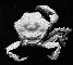 Cyrtocarcinus truncates
