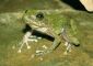 Amolops chakrataensis