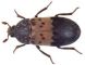 Dermestes lardarius
