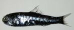Diaphus kuroshio