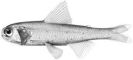 Diaphus lucifrons