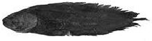 Diancistrus niger