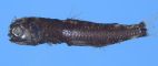 Diaphus aliciae