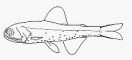 Diaphus antonbruuni