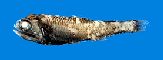 Diaphus diademophilus