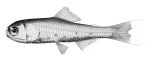 Diaphus fulgens