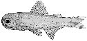 Diaphus minax