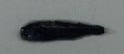 Diaphus roei