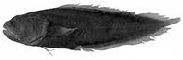 Diancistrus robustus