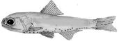 Diaphus vanhoeffeni