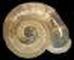 Dicharax cristatus