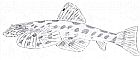 dienbienia namnuaensis unspecified