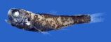 Diogenichthys panurgus