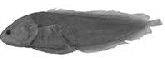 Diancistrus pohnpeiensis