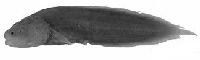 Diancistrus tongaensis