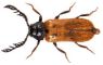 Drilus flavescens