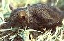 Drouhard's Shrew Tenrec