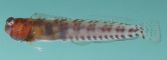 Alloblennius parvus