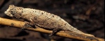 Brookesia dentata
