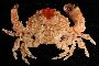 Edwardsium spinimanum