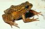 Hyloxalus edwardsi