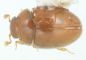 Eidoreus politus