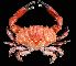 Euryxanthops flexidentatus